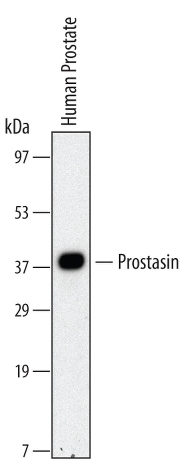Prostasin Mouse anti-Human, Clone: 530622, Invitrogen™ 100 μg ...