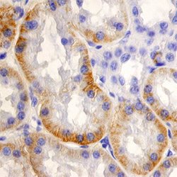 SLC22A2 Monoclonal Antibody (640438), Invitrogen™ 100 μg; Unconjugated ...