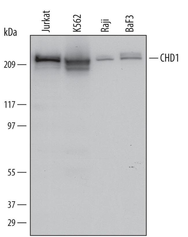 CHD1 Monoclonal Antibody (677616), Invitrogen 100 μg; Unconjugated ...
