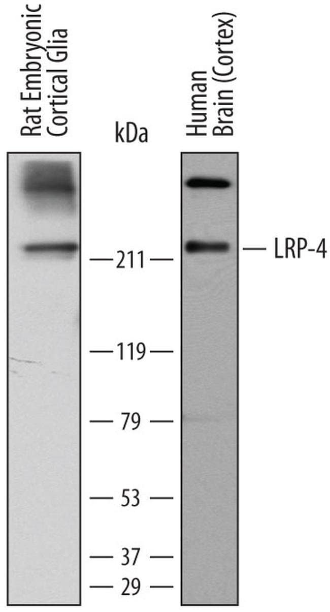 LRP4 Monoclonal Antibody (741704), Invitrogen 100 μg; Unconjugated ...