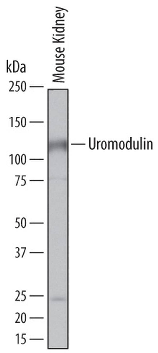 Invitrogen Uromodulin Monoclonal Antibody (774056), Invitrogen™ 100 μg ...