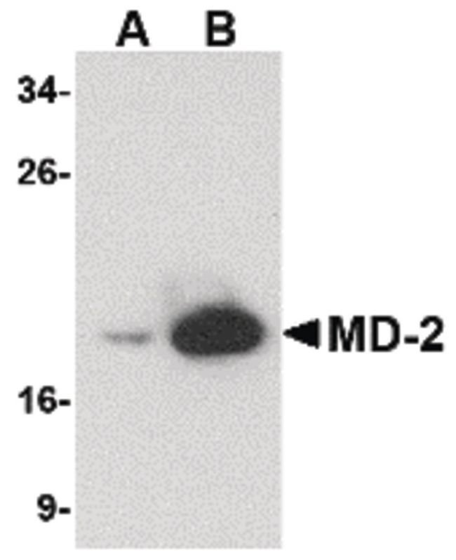 MD-2 Monoclonal Antibody (9F1B1), Invitrogen™ 100 μg; Unconjugated Primary Antibodies Mc to Me ...