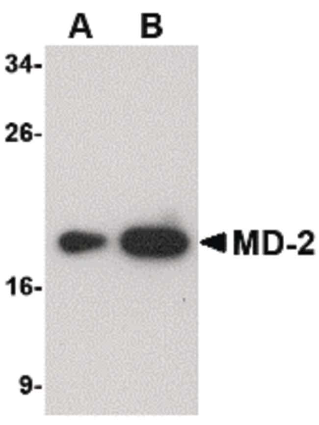 MD-2 Monoclonal Antibody (1A2E3), Invitrogen 100 μg; Unconjugated ...