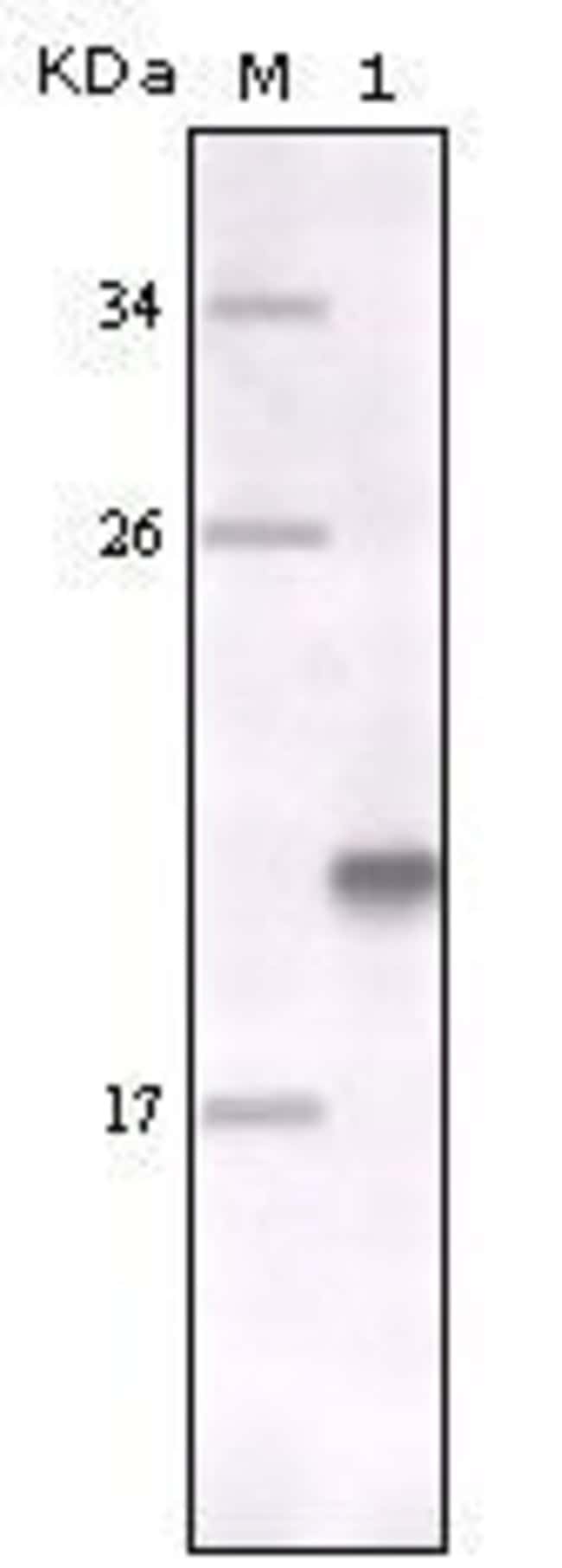 MERTK Mouse anti-Human, Clone: 7E5G1, Invitrogen 100 µL; Unconjugated ...