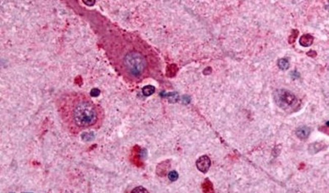 mGluR2 Polyclonal Antibody, Invitrogen 50 μg; Unconjugated:Antibodies ...