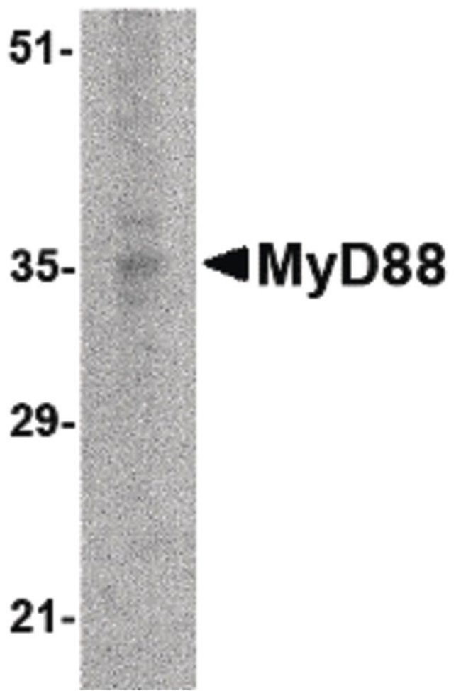 MyD88 Mouse anti-Human, Mouse, Clone: 2E9C2, Invitrogen 100 µg ...