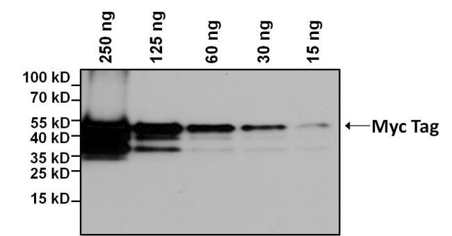 Invitrogen Myc Tag Monoclonal Antibody (Myc.A7), Biotin 50 μL; Biotin ...