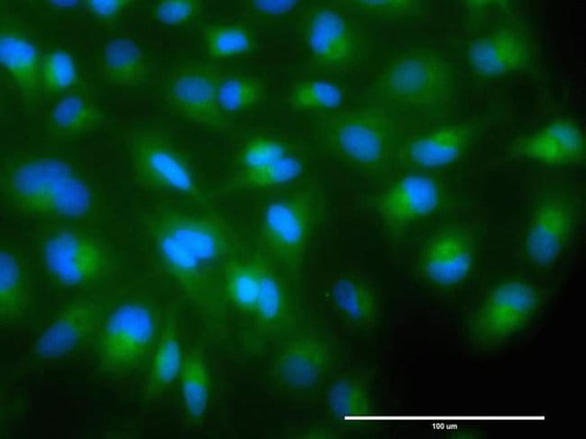 Molecular Probes pHrodo Red and Green AM Intracellular pH Indicator ...