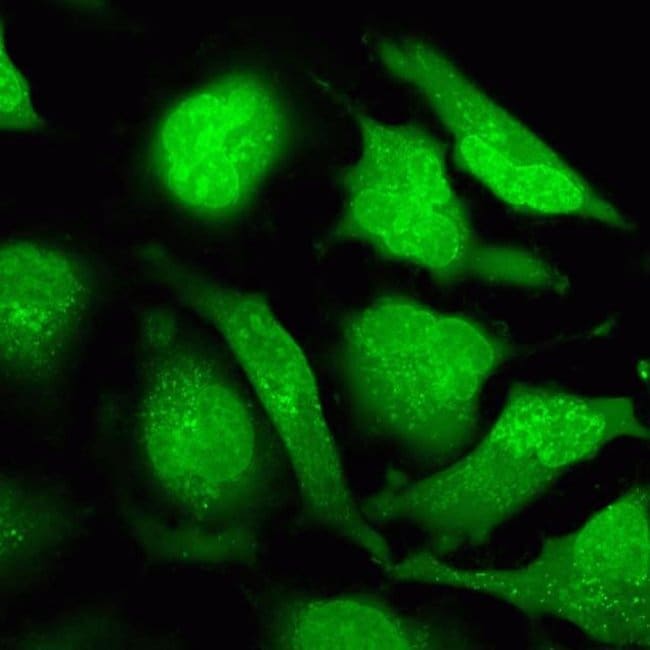 Molecular Probes pHrodo Red and Green AM Intracellular pH Indicator ...