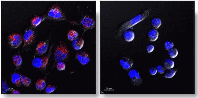 Molecular Probes pHrodo Red and Green Epidermal Growth Factor (EGF) and ...