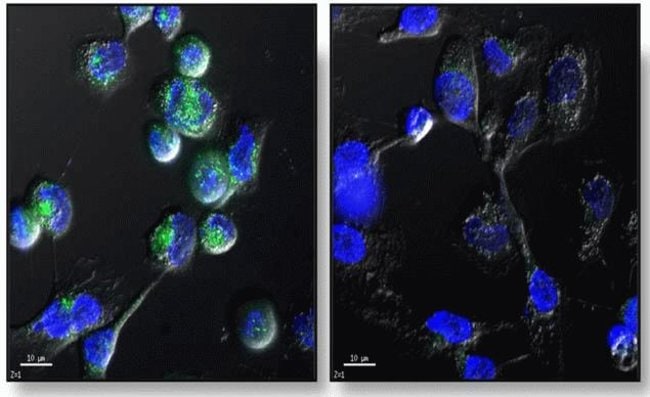 Molecular Probes pHrodo Red and Green Epidermal Growth Factor (EGF) and ...