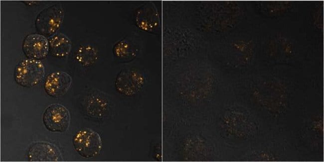 Molecular Probes™ pHrodo™ Red and Green Epidermal Growth Factor (EGF ...