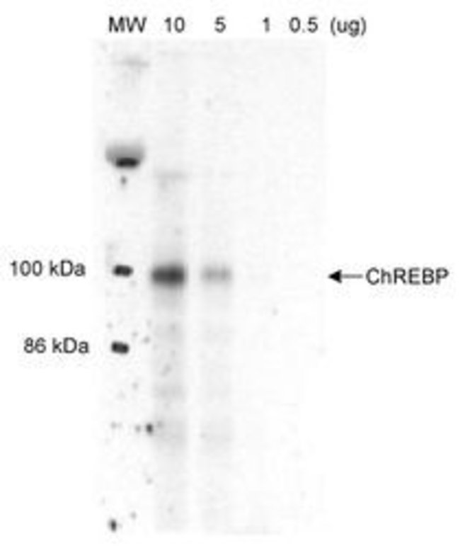 ChREBP Polyclonal Antibody, Invitrogen 100 μL; Unconjugated:Antibodies ...