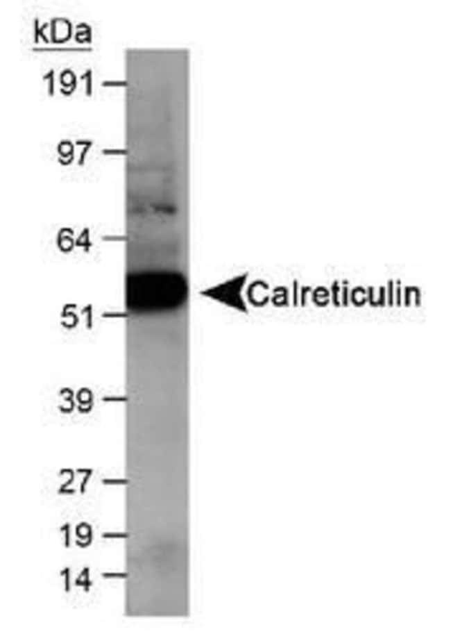 Calreticulin Polyclonal Antibody, Invitrogen 100 μL; Unconjugated ...