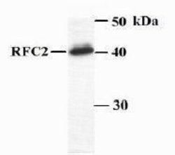 RFC2, Polyclonal, Invitrogen 50μL; Unconjugated:Antibodies, Polyclonal ...