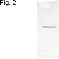 Invitrogen alpha-2c Adrenergic Receptor Polyclonal Antibody 100 μg ...