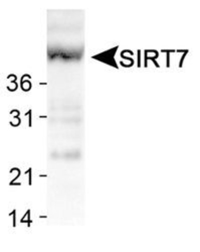 SIRT7 Polyclonal Antibody, Invitrogen 100 μL; Unconjugated:Anticuerpos | Fisher Scientific
