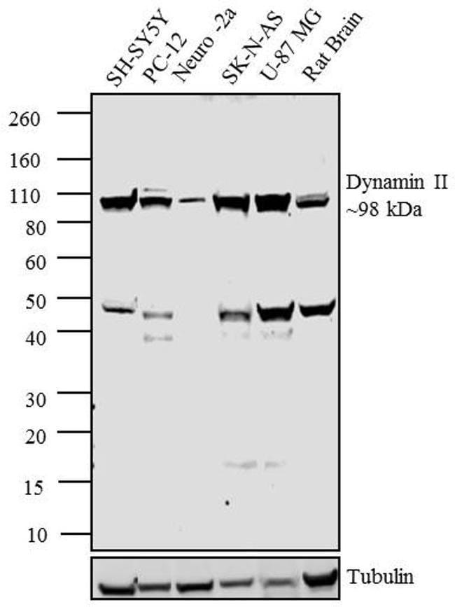 Dynamin 2 Polyclonal Antibody, Invitrogen 100 μL; Unconjugated ...