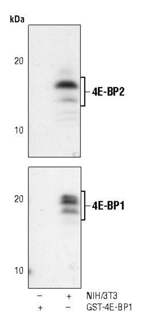 4E-BP2 Rabbit anti-Bovine, Human, Mouse, Non-human primate, Rat ...