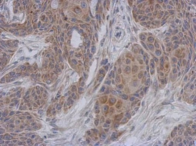 NDUFA12 Polyclonal Antibody, Invitrogen™ 100 μL; Unconjugated Primary ...