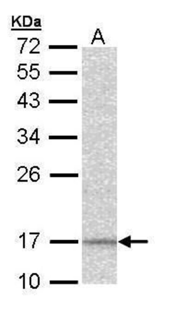 NDUFA12 Polyclonal Antibody, Invitrogen™ 100 μL; Unconjugated Primary ...
