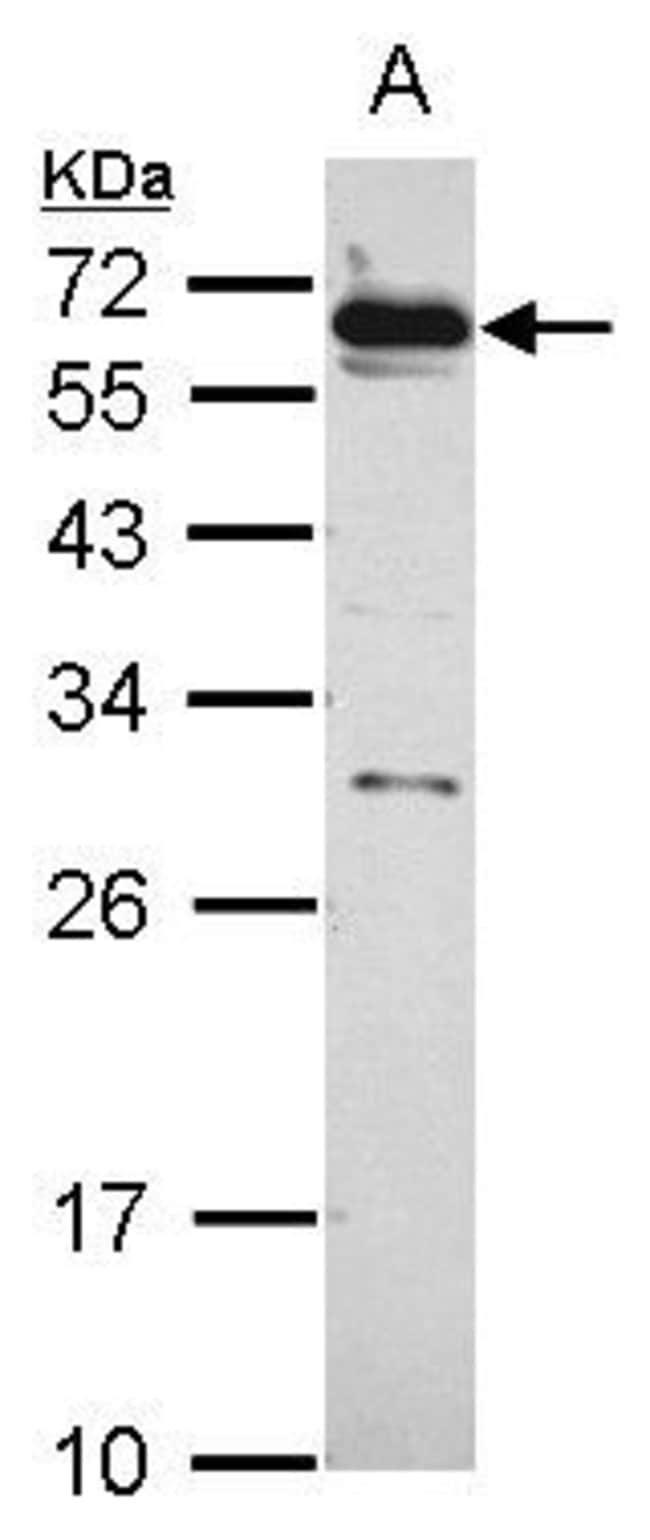 HSF2 Polyclonal Antibody, Invitrogen 100 μL; Unconjugated:Antibodies ...