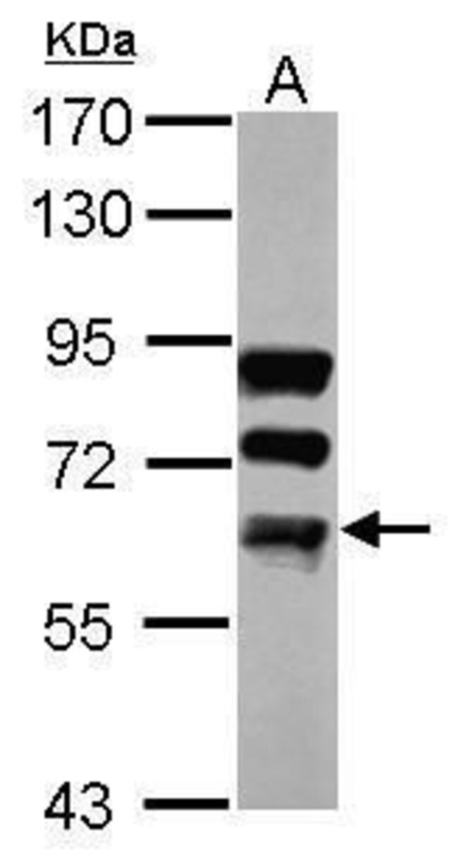 FUBP3 Polyclonal Antibody, Invitrogen™ 100 μL; Unconjugated Primary ...