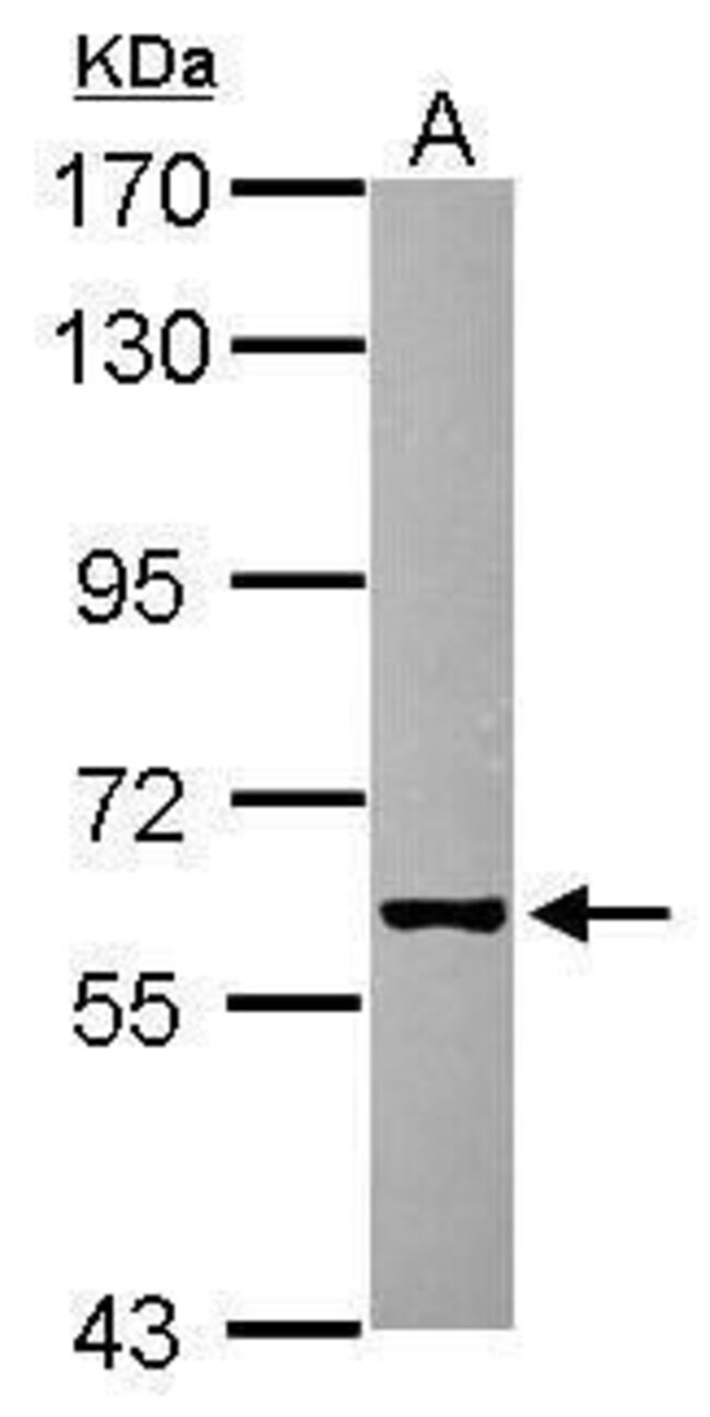 GHDC Polyclonal Antibody, Invitrogen™ 100 μL; Unconjugated Primary ...