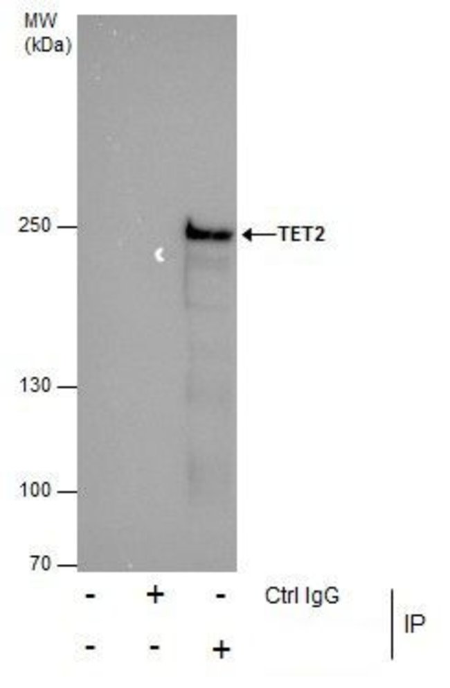 TET2 Mouse anti-Human, Polyclonal, Invitrogen™ 100 μL; Unconjugated ...