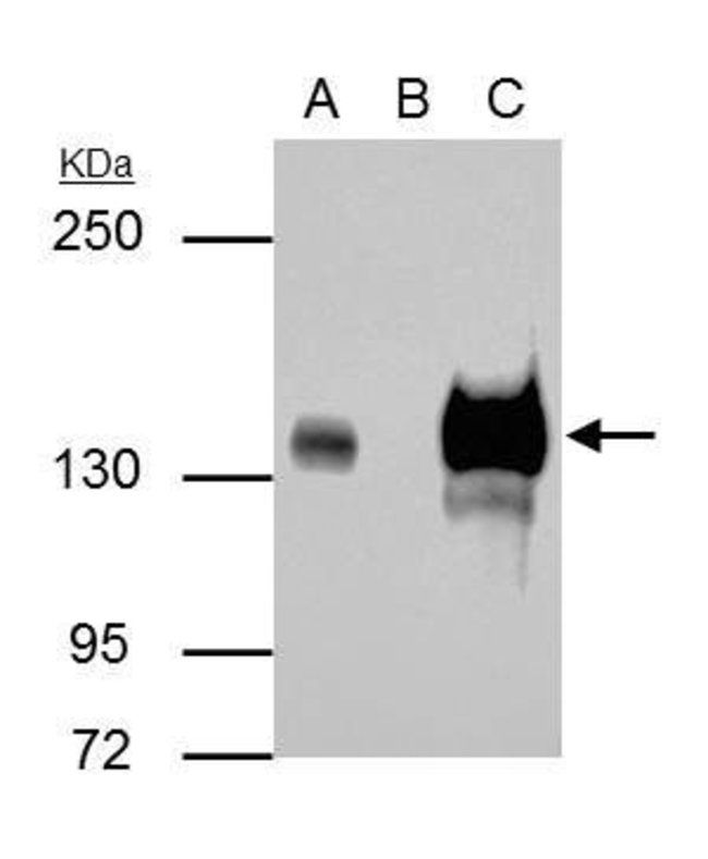 Rubicon Rabbit anti-Human, Polyclonal, Invitrogen 100 μL; Unconjugated ...