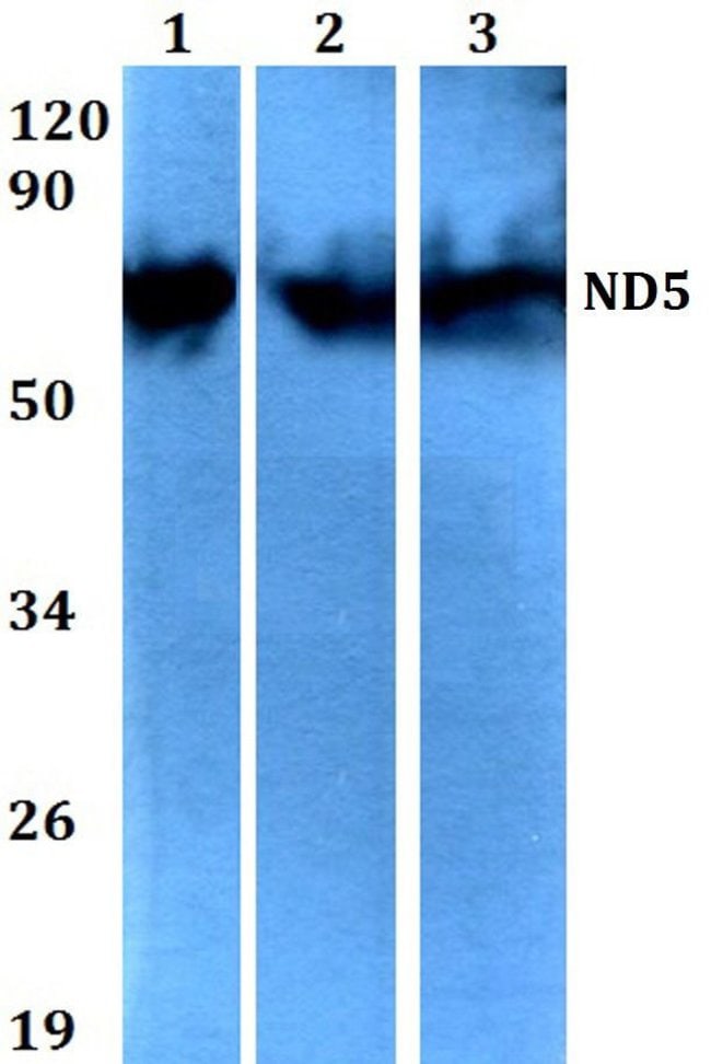 Invitrogen MT-ND5 Polyclonal Antibody 100 μL; Unconjugated:Antibodies ...