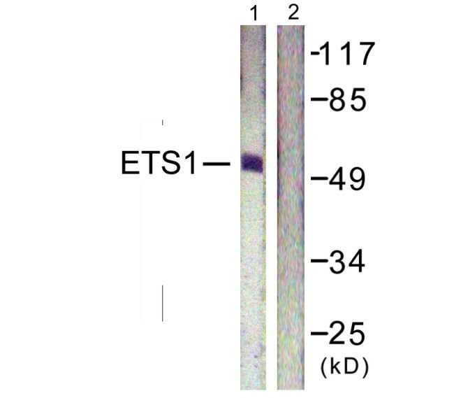ETS1 Polyclonal Antibody, Invitrogen™ 100 μg; Unconjugated Ver ...