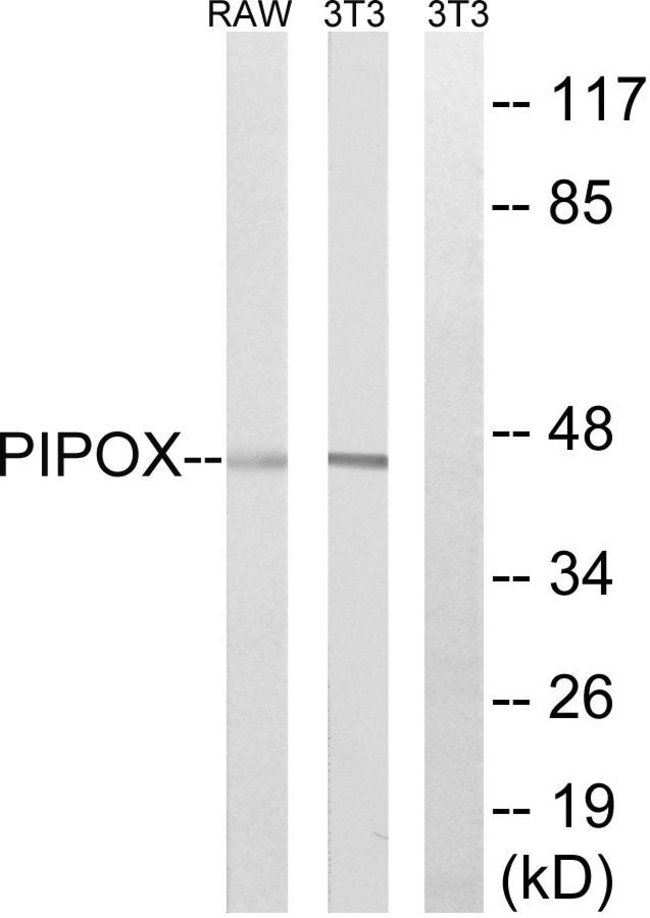 PIPOX Polyclonal Antibody, Invitrogen 100 μg; Unconjugated:Antibodies ...