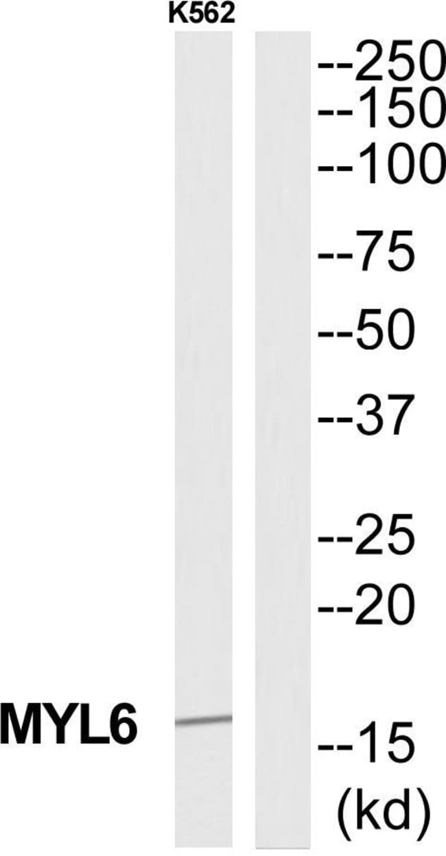 MYL6 Polyclonal Antibody, Invitrogen 100 μg; Unconjugated:Antibodies ...