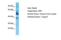 HPR Polyclonal Antibody, Invitrogen™ 100 μL; Unconjugated | Fisher ...