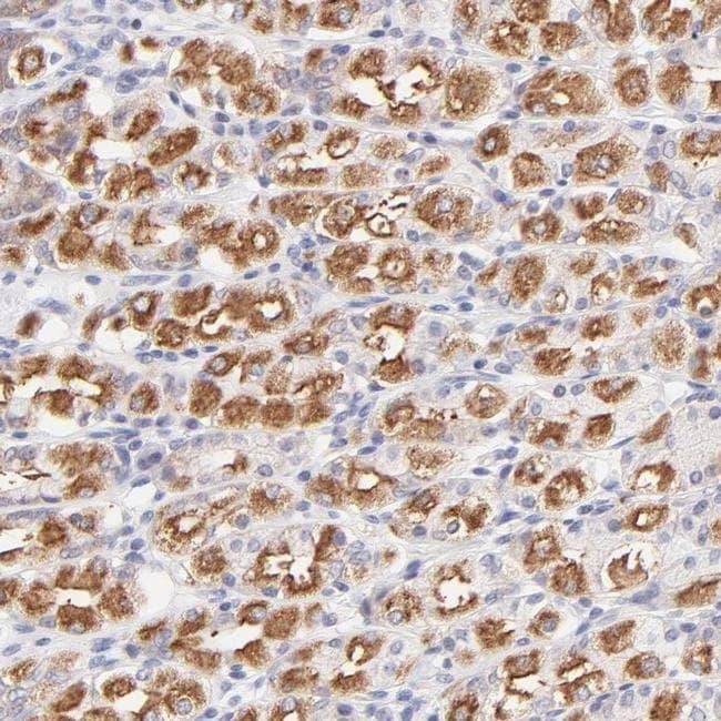 PBDC1 Rabbit anti-Human, Polyclonal, Invitrogen 100 μL; Unconjugated ...