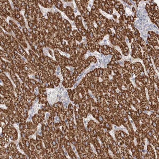 RBM12B Polyclonal Antibody, Invitrogen 100 μL; Unconjugated:Antibodies ...