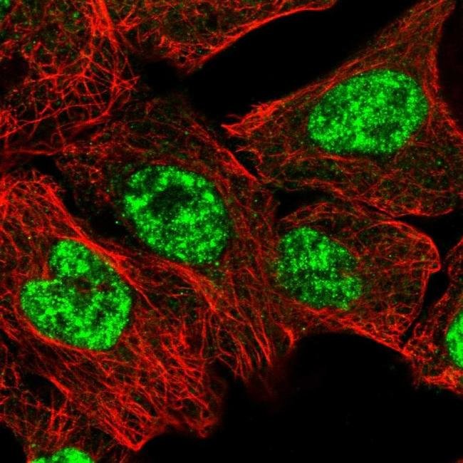 PRPF3 Polyclonal Antibody, Invitrogen 100 μL; Unconjugated:Antibodies ...