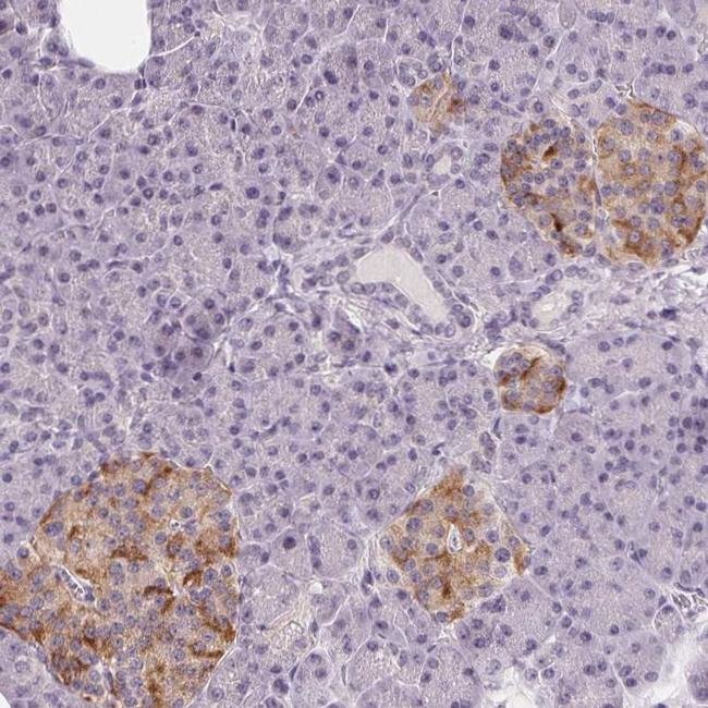 Cryptic Polyclonal Antibody, Invitrogen 100 μL; Unconjugated:Antibodies ...
