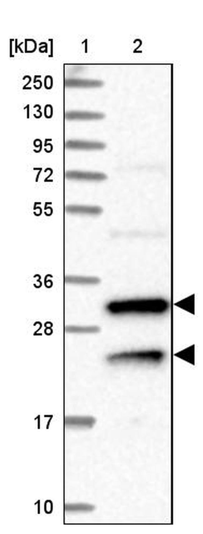 MVB12A Polyclonal Antibody, Invitrogen 100 μL; Unconjugated:Antibodies ...
