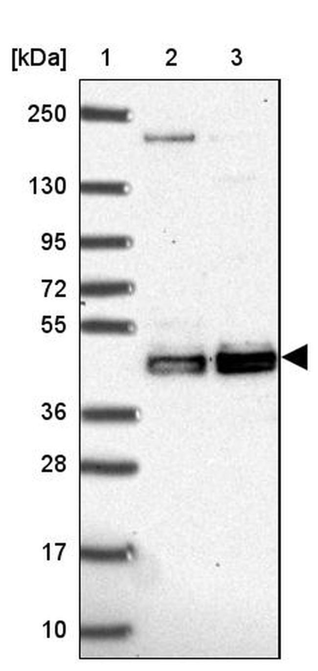 HEAB Polyclonal Antibody, Invitrogen™ 100 μL; Unconjugated Primary ...