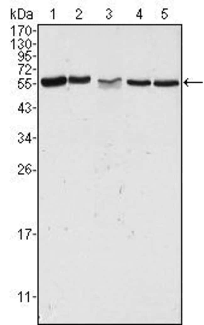 PAK2 Monoclonal Antibody (3B5), Invitrogen™ 100 μL; Unconjugated ...