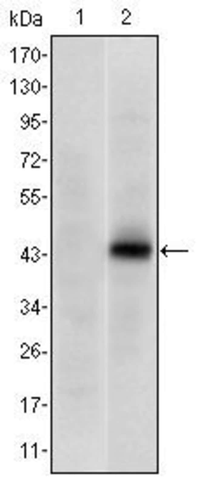 Invitrogen PAX4 Monoclonal Antibody (3C12) 100 μL; Unconjugated ...