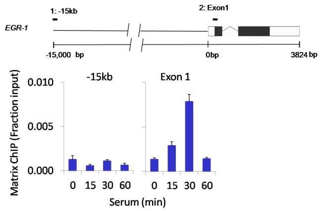 Invitrogen Phospho-RSK3 (Thr356, Ser360) Polyclonal Antibody 100 μL; | Fisher Scientific