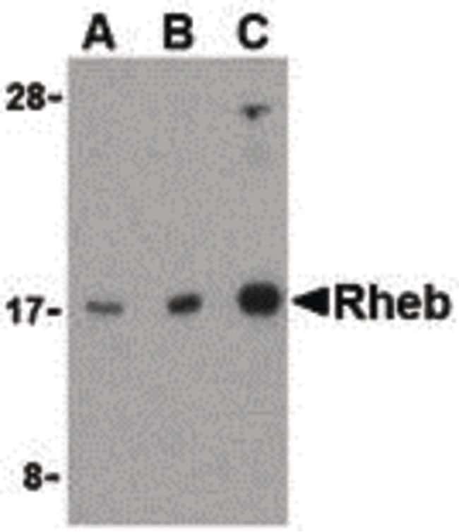 RHEB Polyclonal Antibody, Invitrogen 100 μg; Unconjugated:Antibodies ...