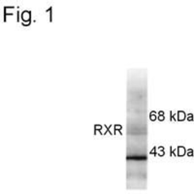 RXRB Monoclonal Antibody (147), Invitrogen™ 100 μL; Unconjugated ...
