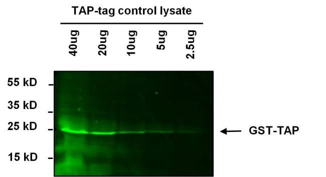 TAP Tag Monoclonal Antibody (22F12-1E3), DyLight 488, Invitrogen 50 μL ...