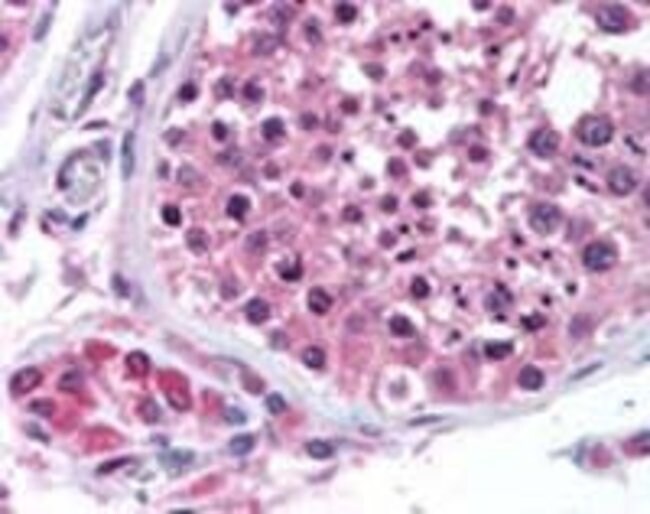 Bi-1 Monoclonal Antibody (20F430), Invitrogen™ 100 μg; Unconjugated ...