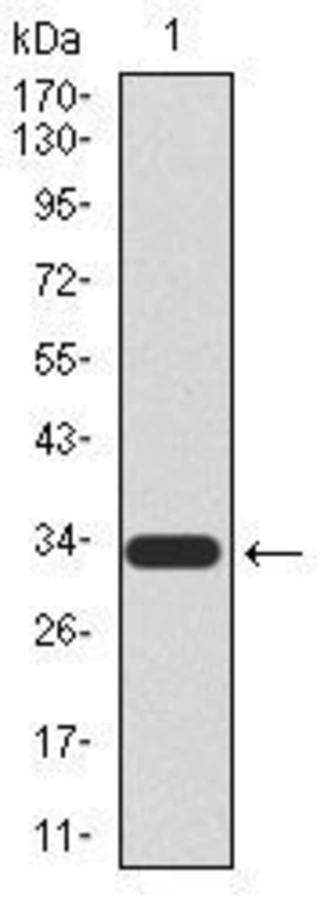 UTF1 Monoclonal Antibody (5B6), Invitrogen™ 100 μg; Unconjugated ...