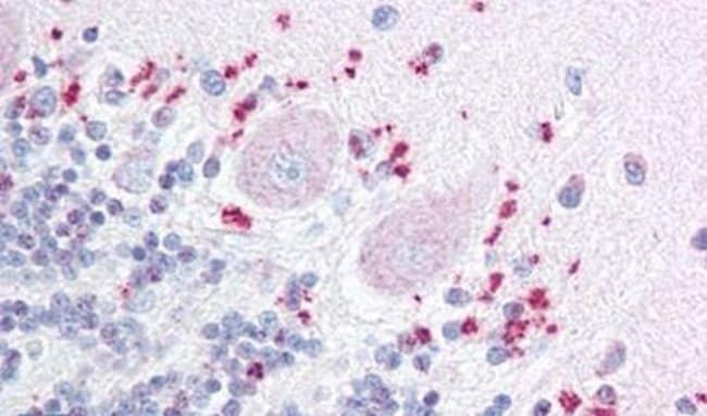 WNT7A Polyclonal Antibody, Invitrogen 50 μg; Unconjugated:Antibodies ...